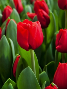 Tulip Experience Amsterdam