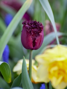 Tulip Experience Amsterdam Webshop